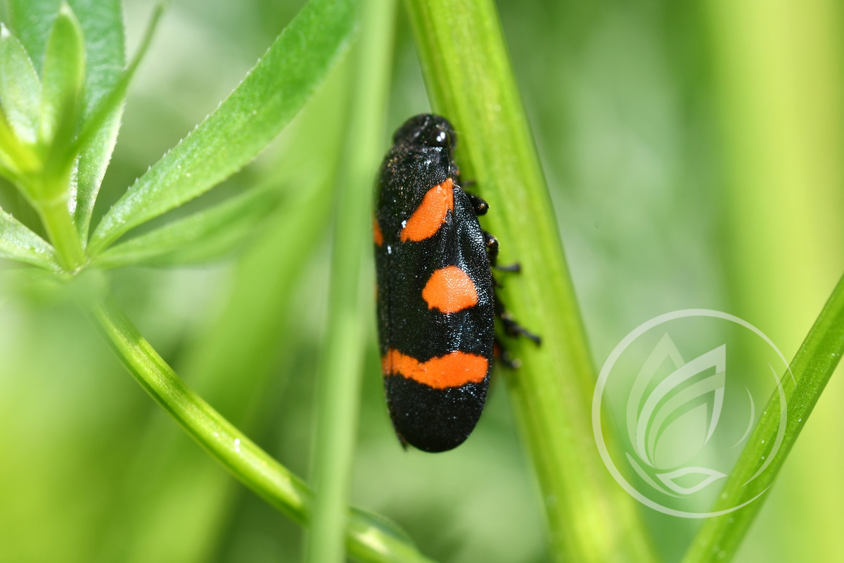 Froghopper