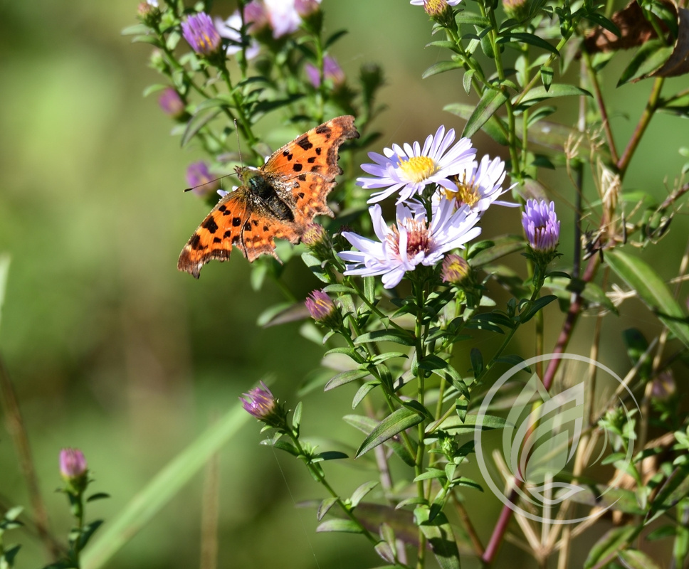 The comma polygonia